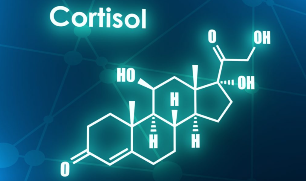 ¿Que es el cortisol y que relación tiene con la ansiedad? - ZonaWOD